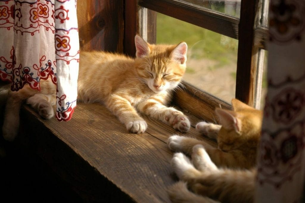 Top 5 Cat Tips - PIA