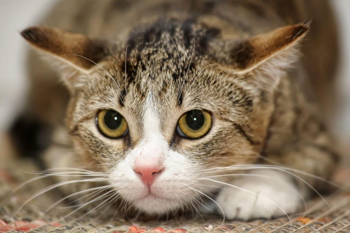 Understanding Your Anxious Cat PIA Understanding Your Anxious Cat PIA