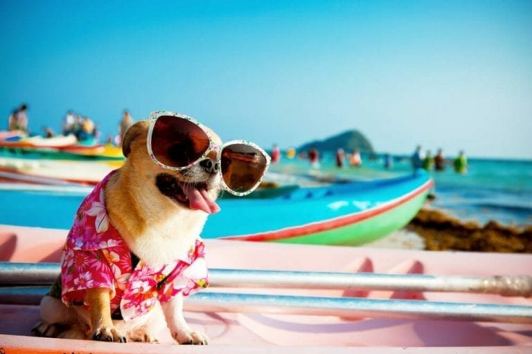Summer Tips for Pets