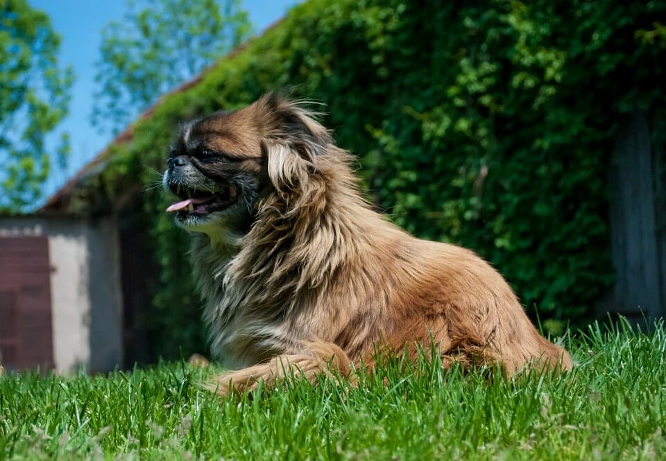 Brachycephalic Dog Breeds List | Brachycephalic Airway Syndrome