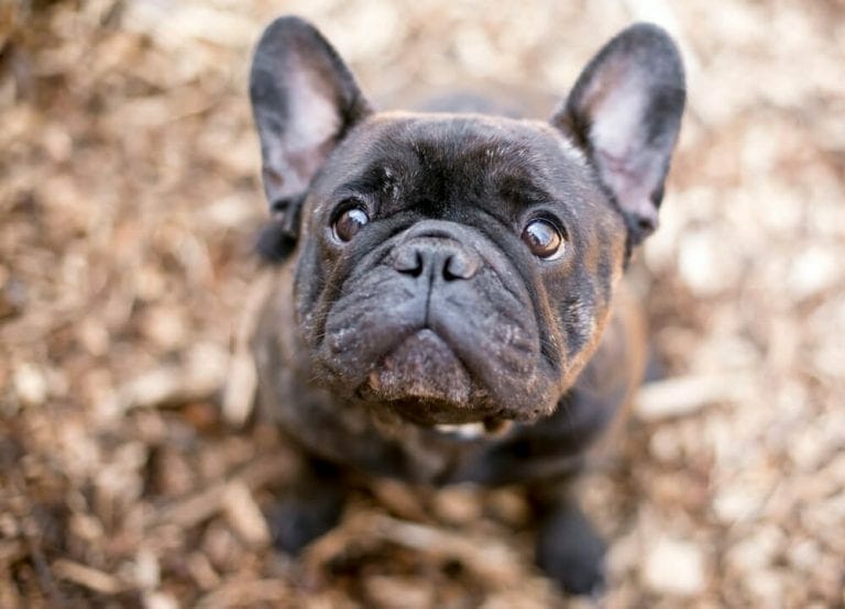 Brachycephalic Dog Breeds