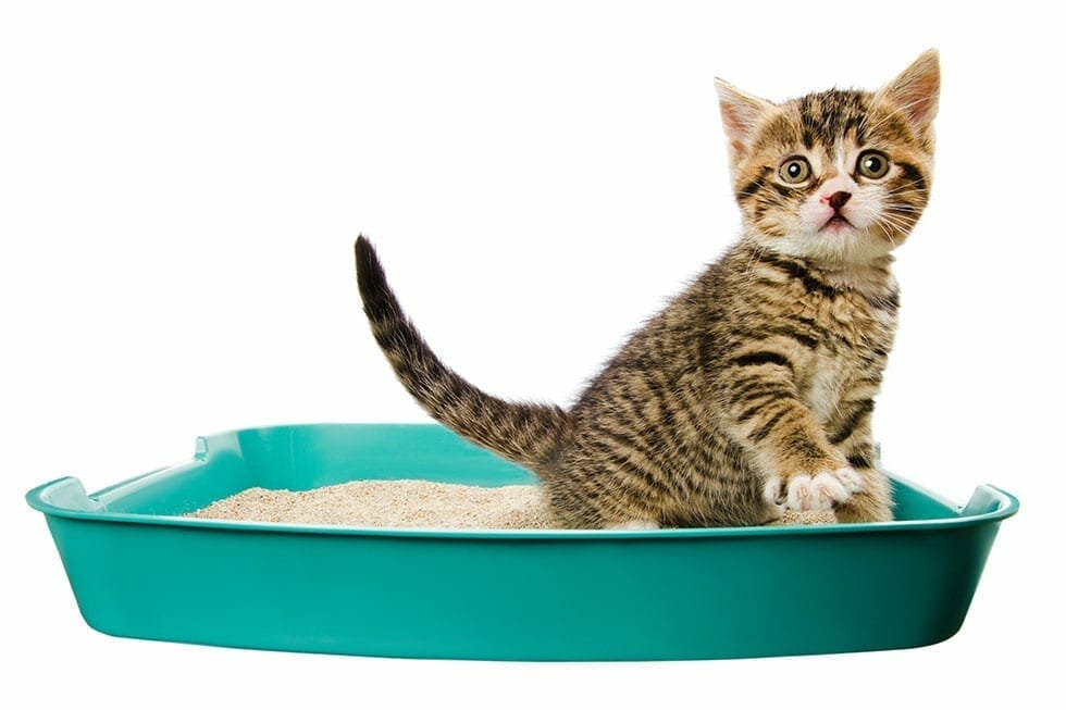 How To Train A Kitten To Use A Litter Box Cat Litter Box Training How To Train A Kitten To Use A Litter Box Cat Litter Box Training