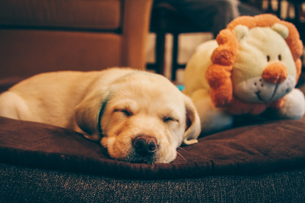 Crate Training A Dog What Is Dog Crate Training