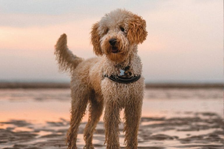 What is the Best Doodle Breed? Top 8 Picks!