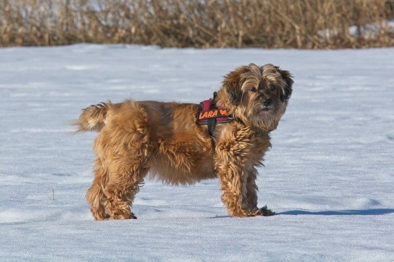 Medium Sized Dogs That Don't Shed | Non Shedding Medium Dog Breeds