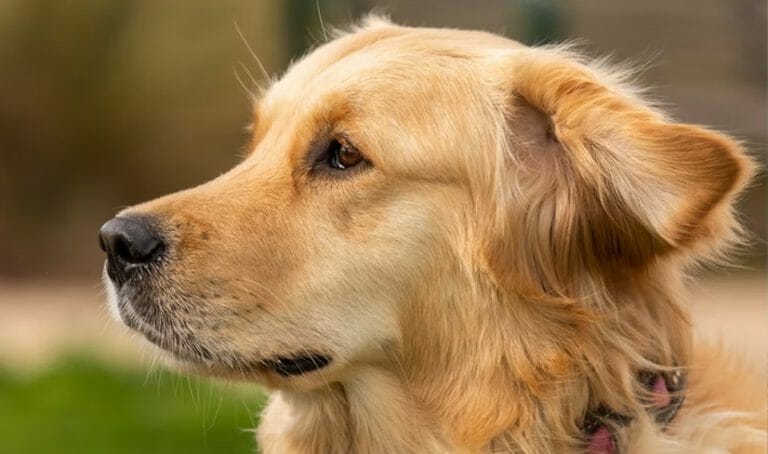 Golden Retriever Dog Breed
