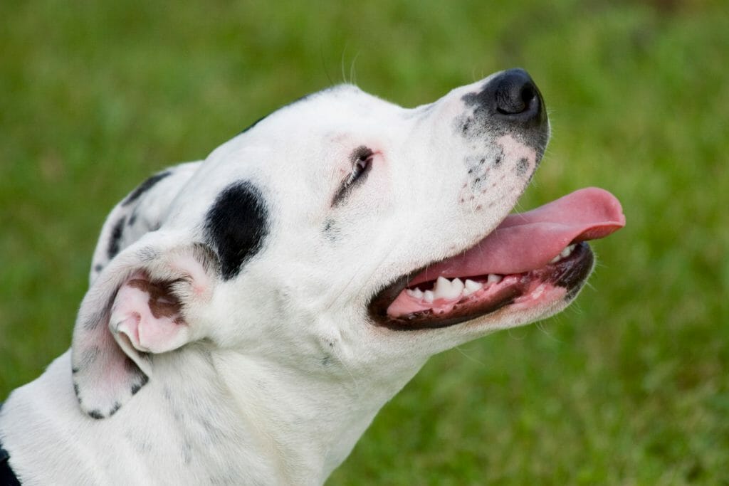 American Staffordshire Terrier Dog Breed - Pet Insurance Aust...