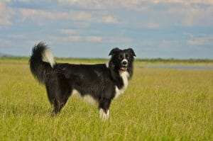 Border Collie Dog Breed Information & Characteristics