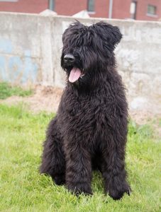 Dog Breeds: A Comprehensive Guide for the First-Time Dog Owner