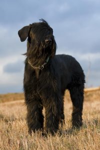 Dog Breeds: A Comprehensive Guide for the First-Time Dog Owner