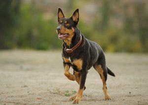 Dog Breeds: A Comprehensive Guide for the First-Time Dog Owner