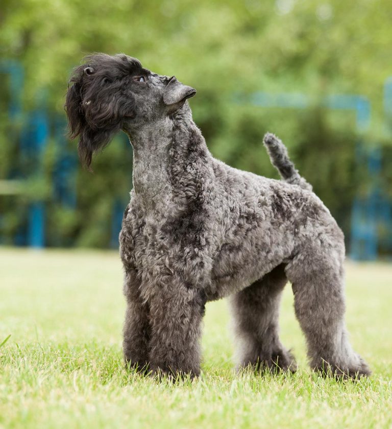 Kerry Blue Terrier Dog Breed Information & Characteristics