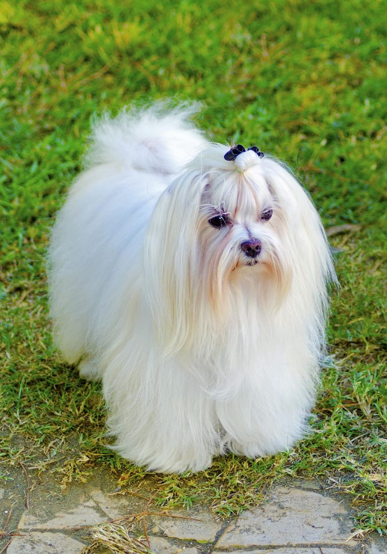 Maltese Dog Breed Information & Characteristics