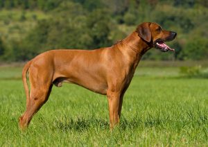 Dog Breeds: A Comprehensive Guide for the First-Time Dog Owner