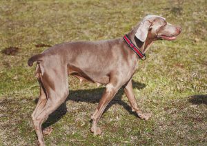 Dog Breeds: A Comprehensive Guide for the First-Time Dog Owner