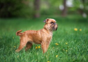 Dog Breeds: A Comprehensive Guide for the First-Time Dog Owner