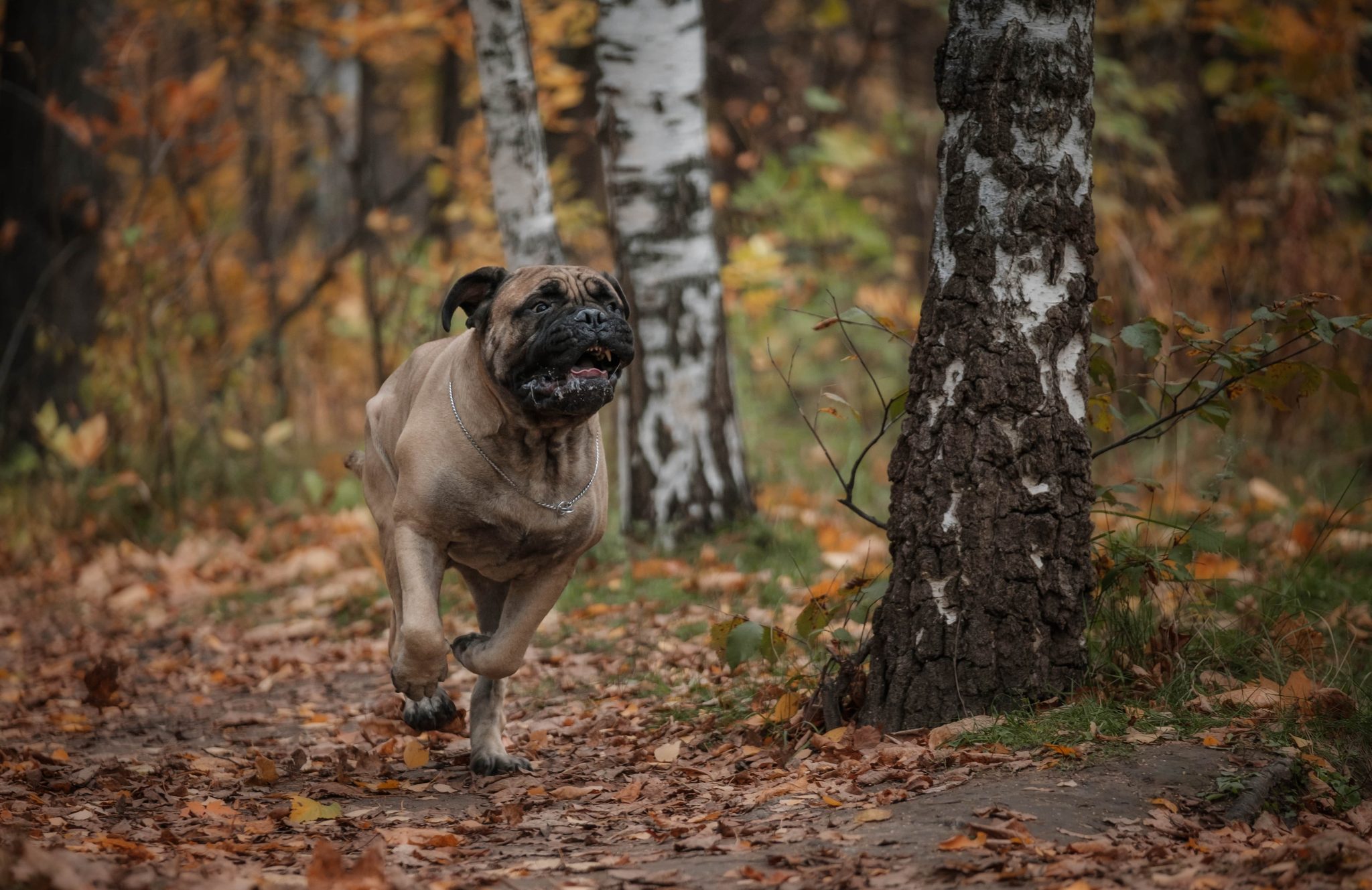 Bullmastiff | Dog Breed Information & Characteristics