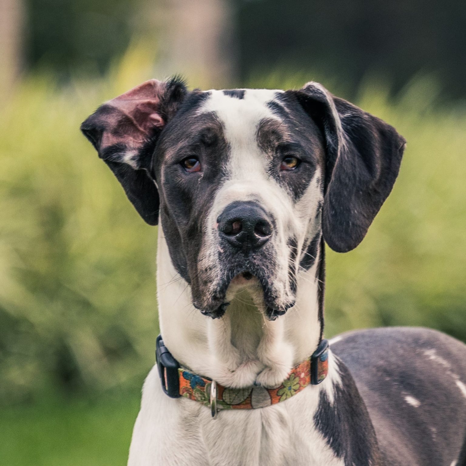Dog Insurance for Great Danes | Get 2-Months Free*