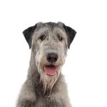 Irish Wolfhound | Dog Breed Information & Characteristics