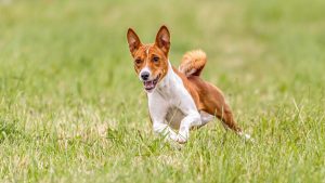 Basenji | Dog Breed Information & Characteristics