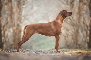 Rhodesian Ridgeback | Dog Breed Information & Characteristics