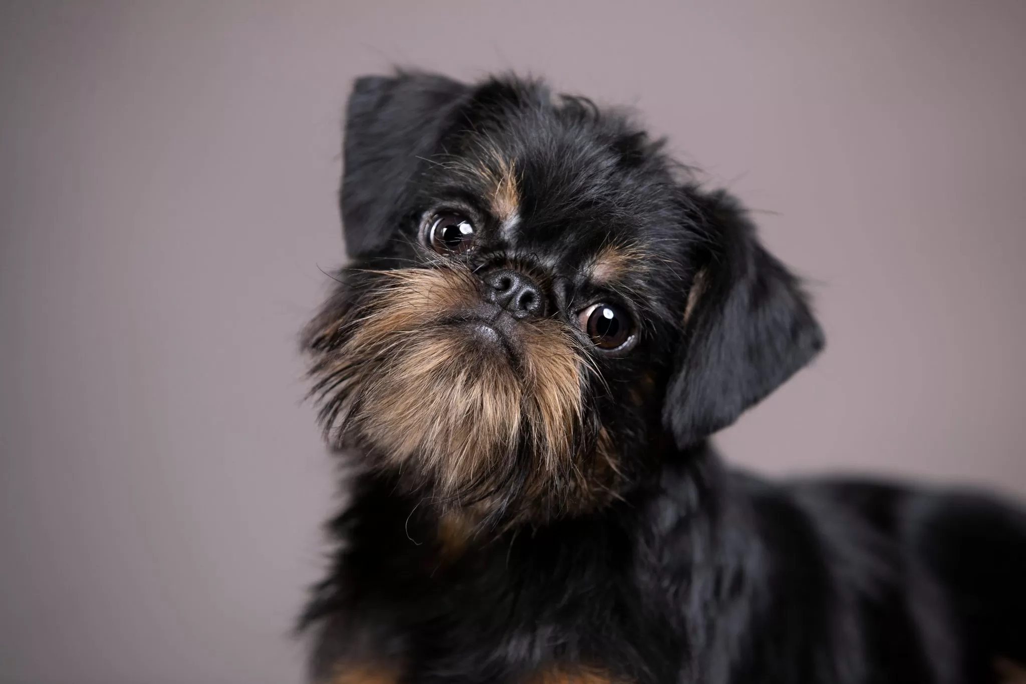 Brussels Griffon | Dog Breed Information & Characteristics