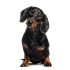 Dachshund | Dog Breed Information & Characteristics