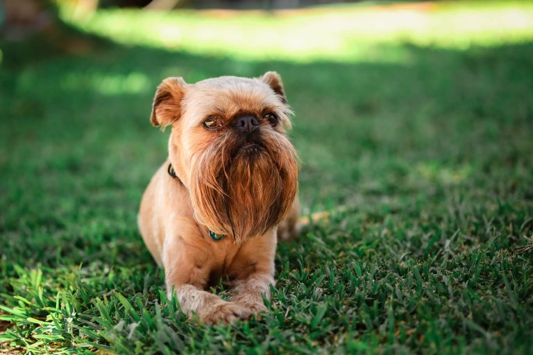 Brussels Griffon | Dog Breed Information & Characteristics