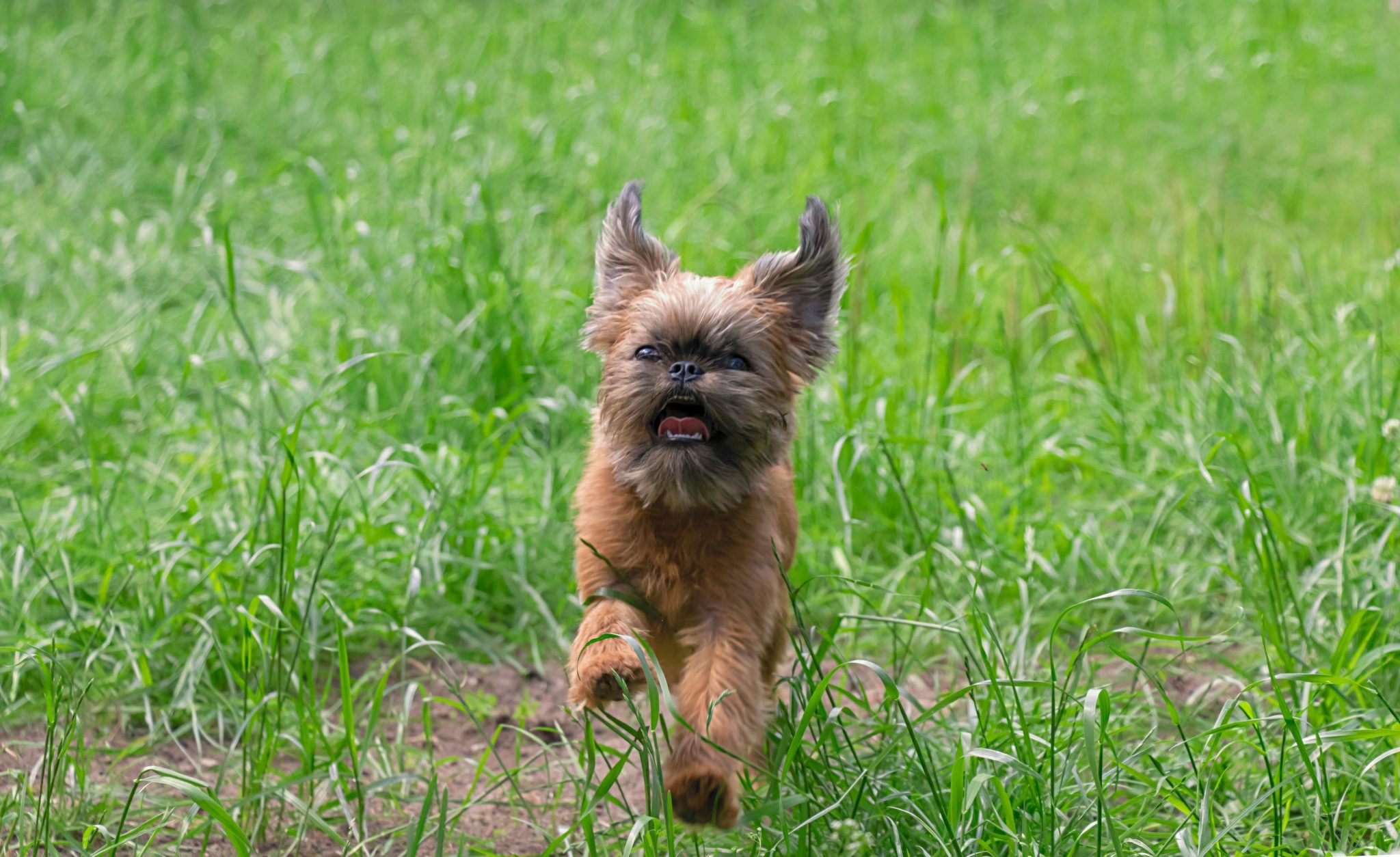 Brussels Griffon | Dog Breed Information & Characteristics