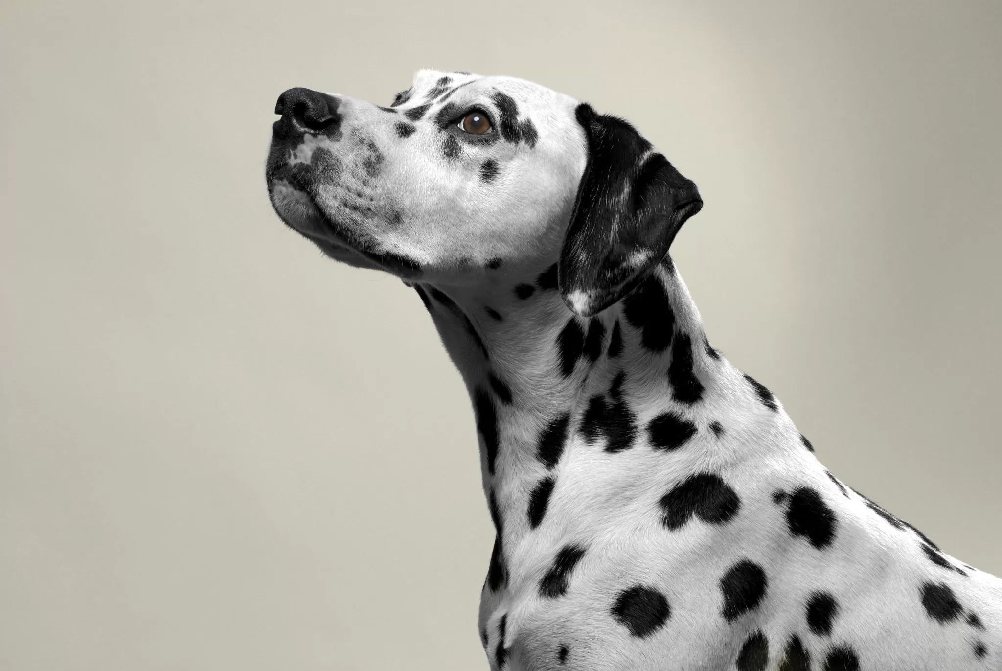 Dalmatian | Dog Breed Information & Characteristics