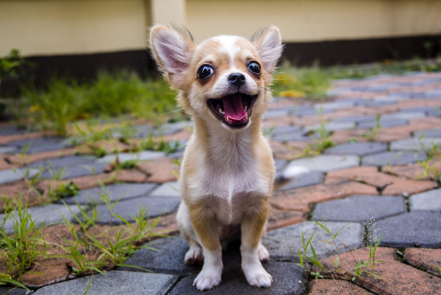Chihuahua | Dog Breed Information & Characteristics