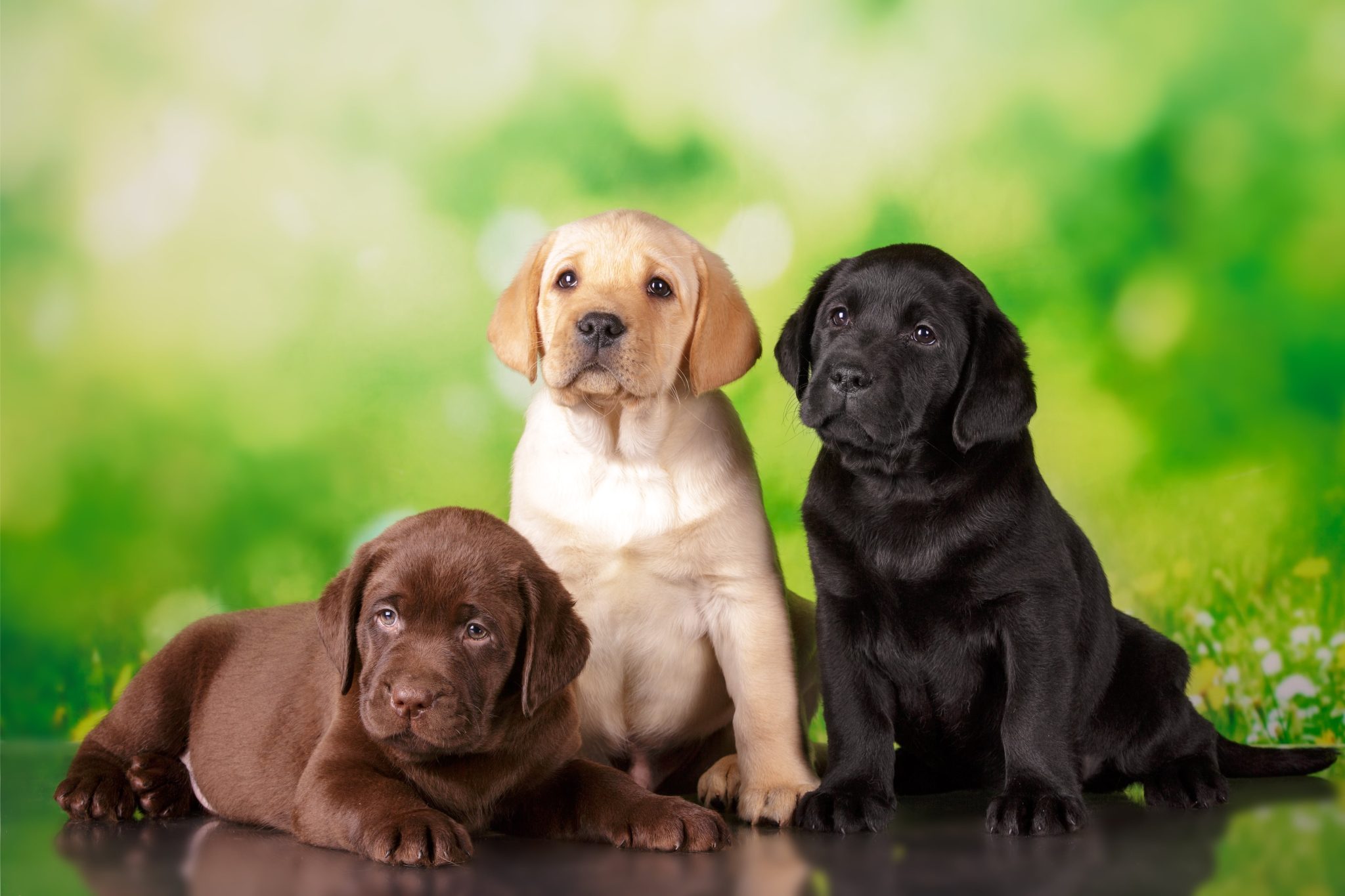 Labrador Retriever | Dog Breed Information & Characteristics
