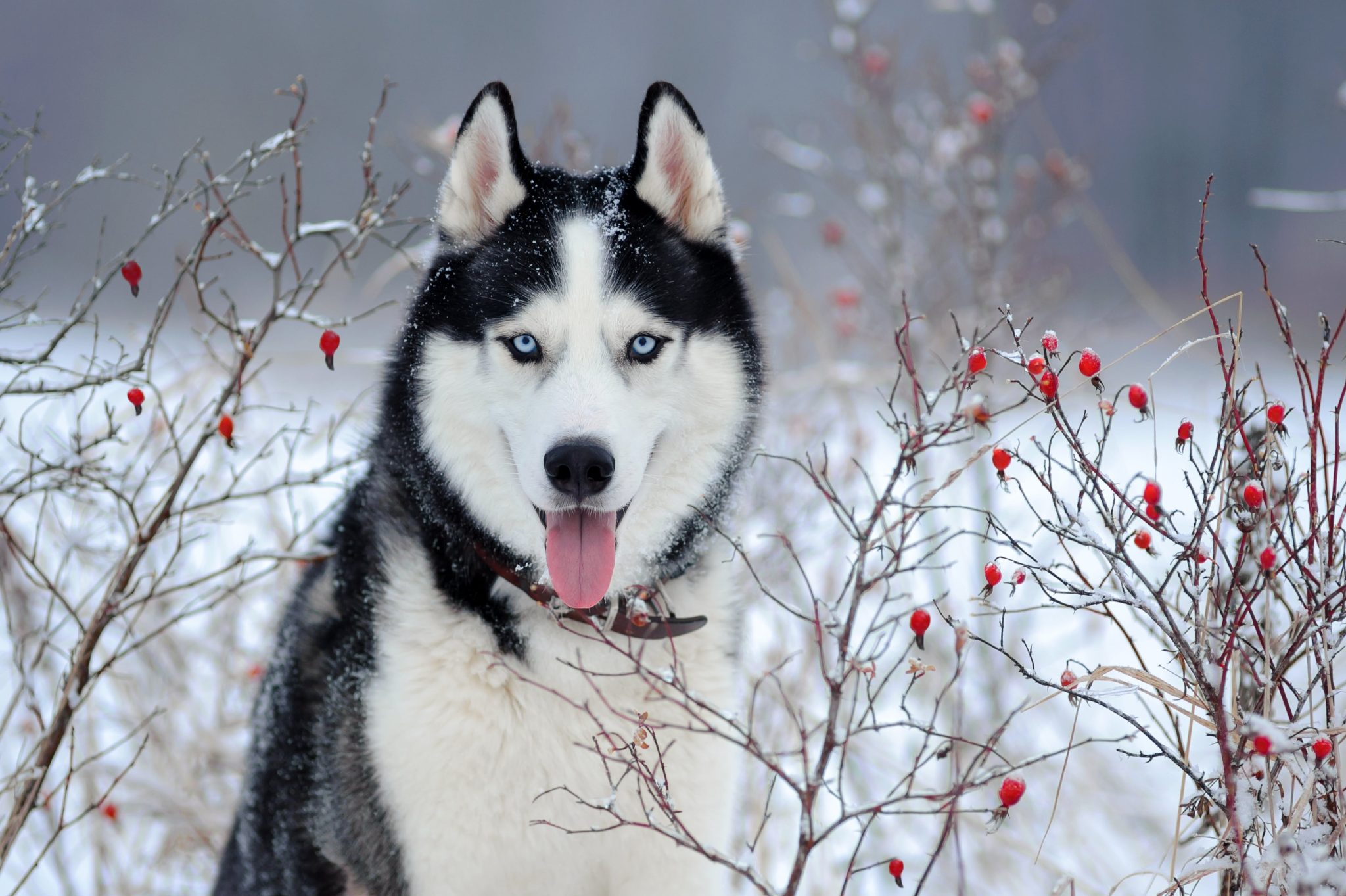 Siberian Husky | Dog Breed Information & Characteristics