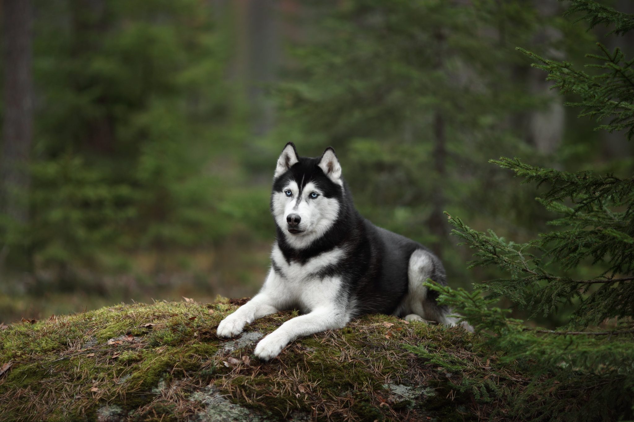 Siberian Husky | Dog Breed Information & Characteristics