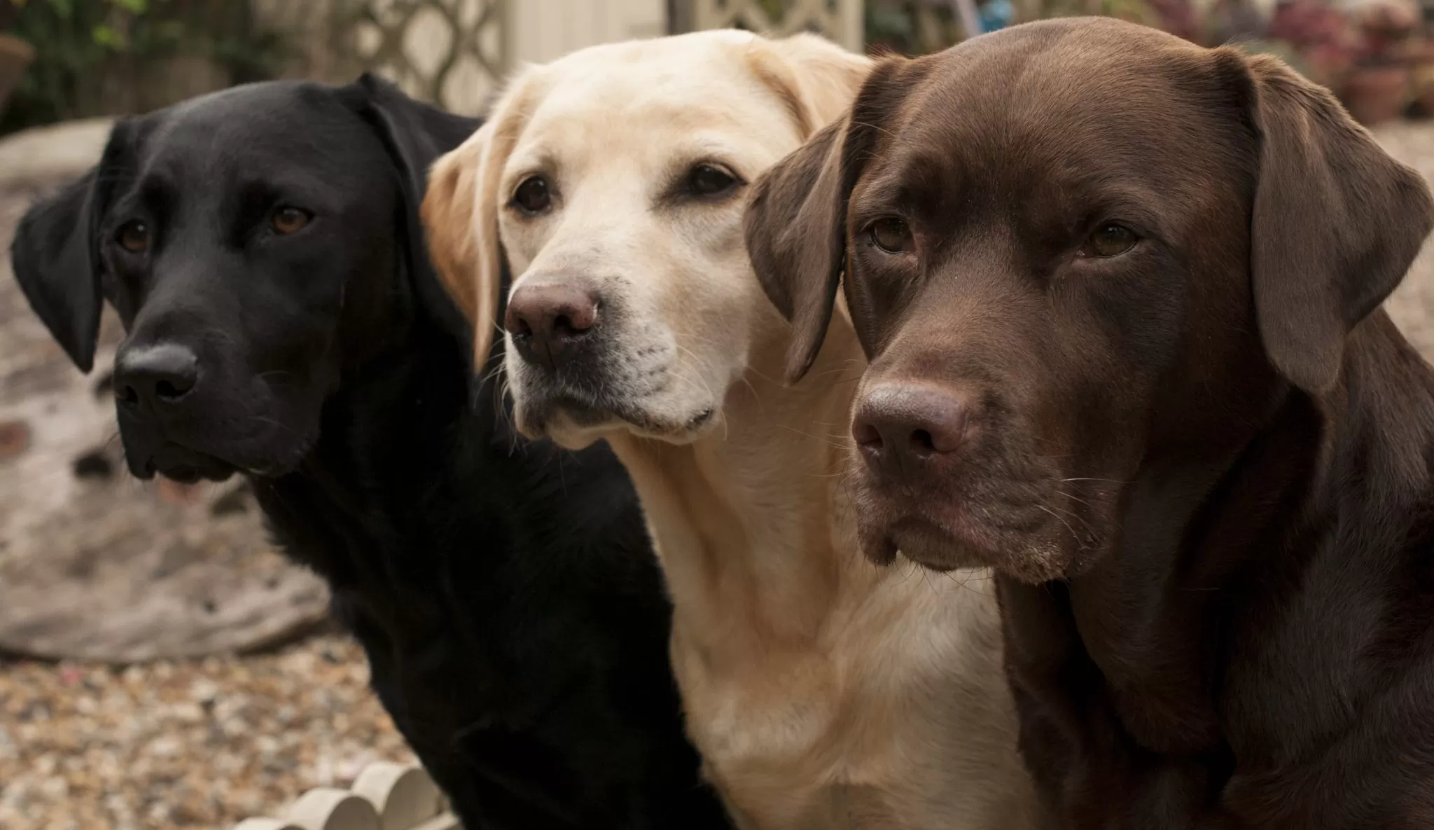 Labrador Retriever | Dog Breed Information & Characteristics