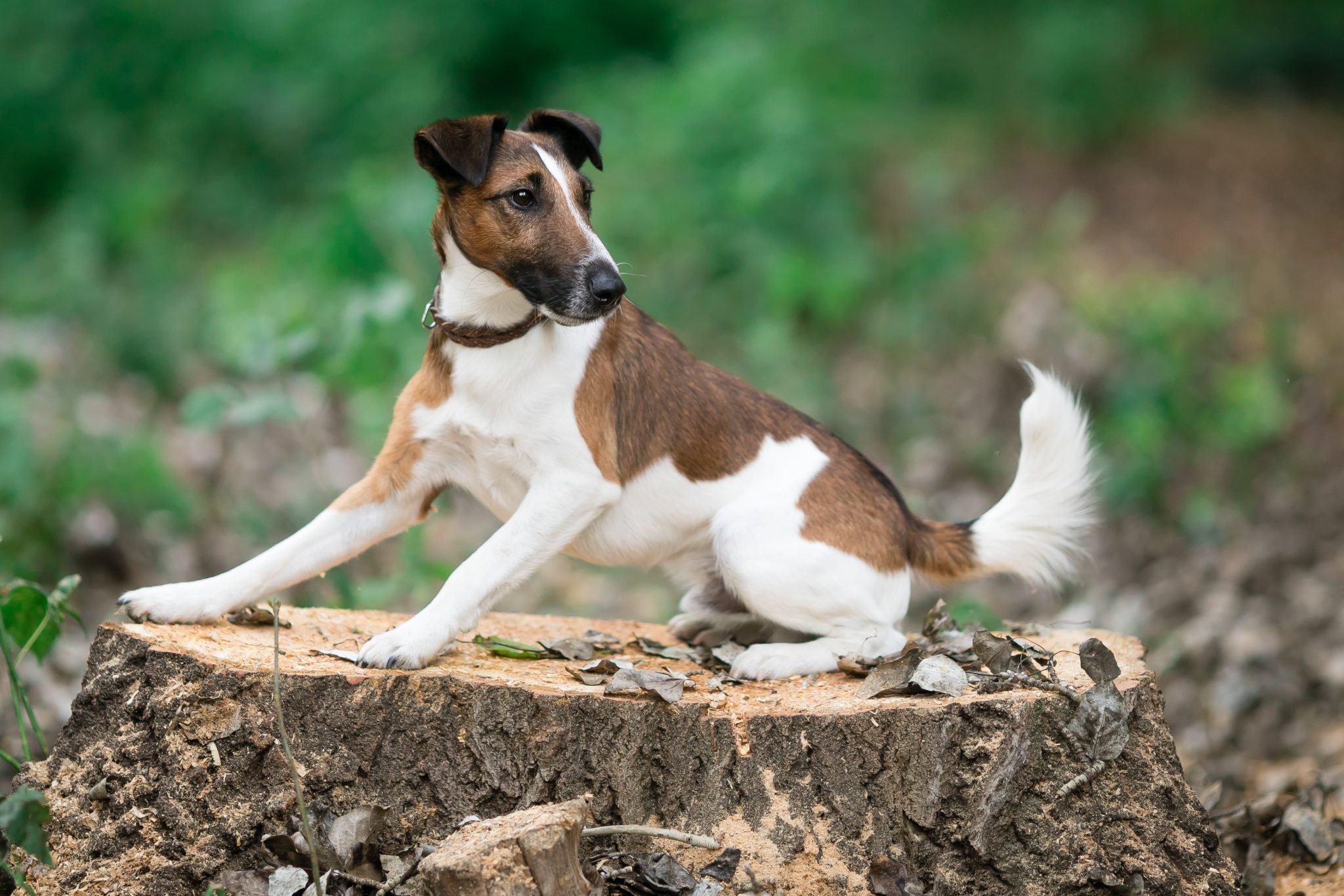 Fox Terrier | Dog Breed Information & Characteristics