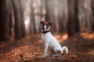 Fox Terrier | Dog Breed Information & Characteristics