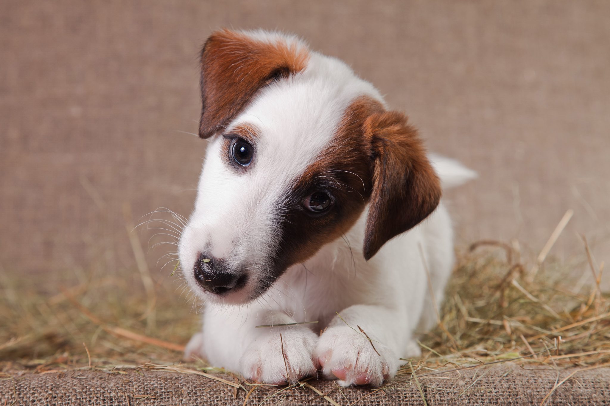 Fox Terrier | Dog Breed Information & Characteristics