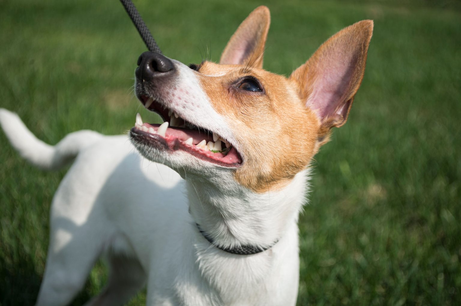 Fox Terrier | Dog Breed Information & Characteristics