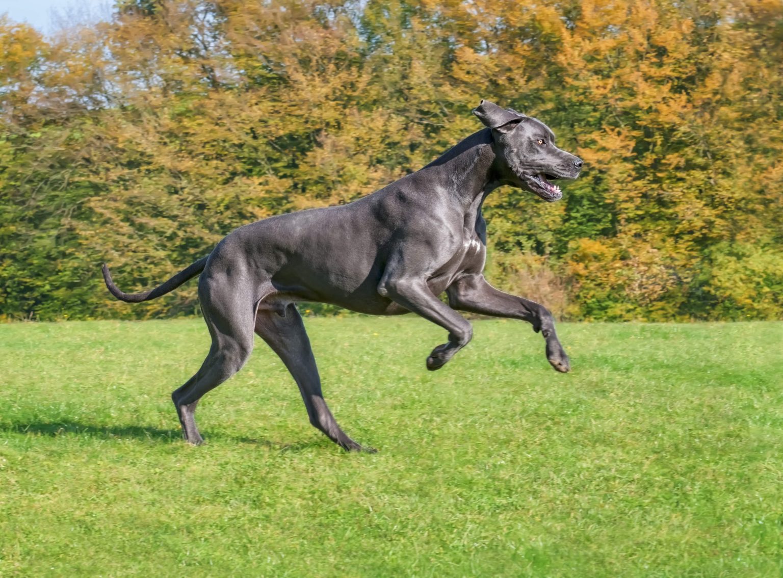 Great Dane | Dog Breed Information & Characteristics