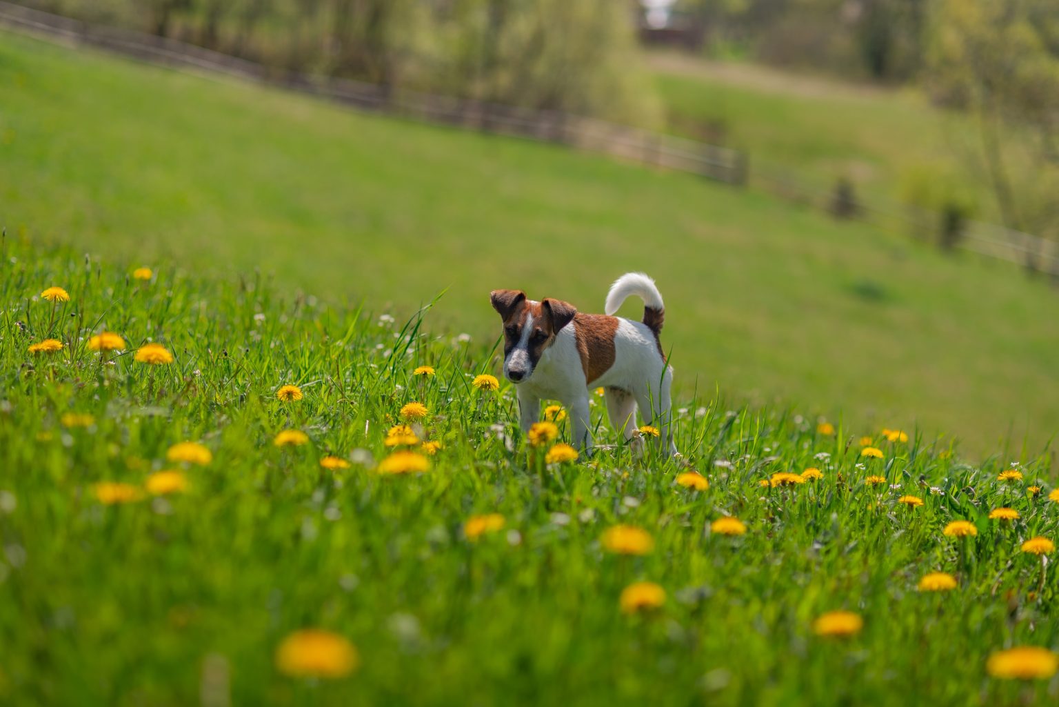 Fox Terrier | Dog Breed Information & Characteristics