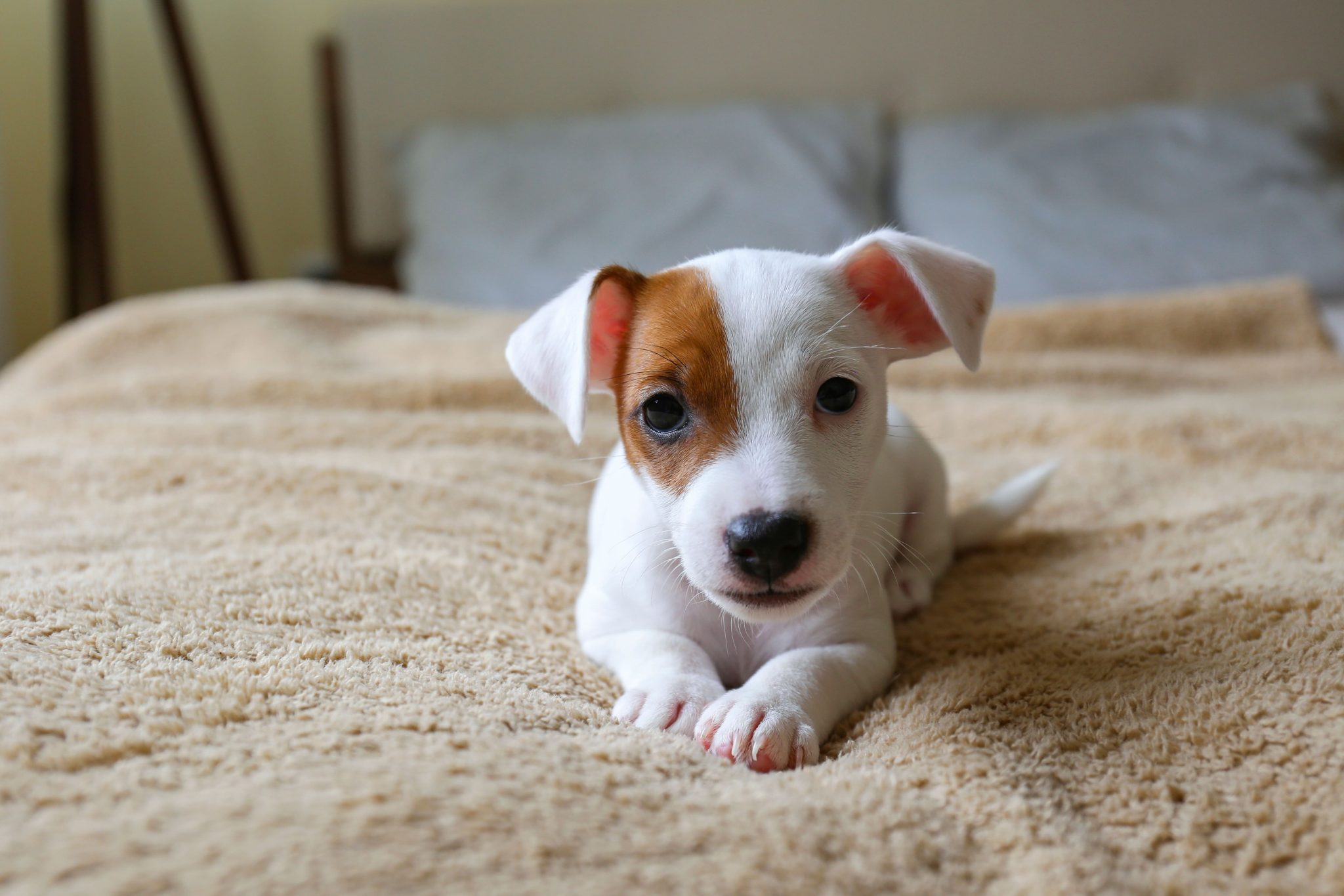 Fox Terrier | Dog Breed Information & Characteristics