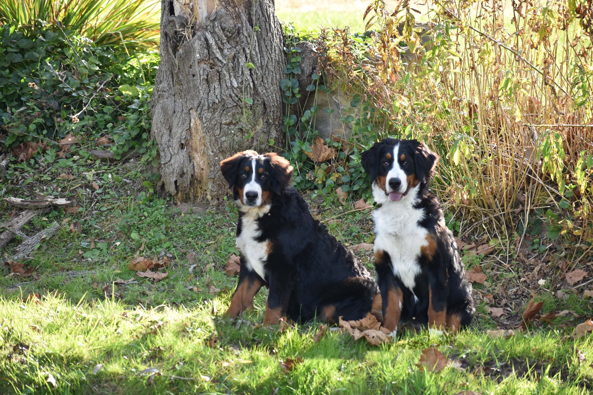 Bernese Mountain | Dog Breed Information & Characteristics
