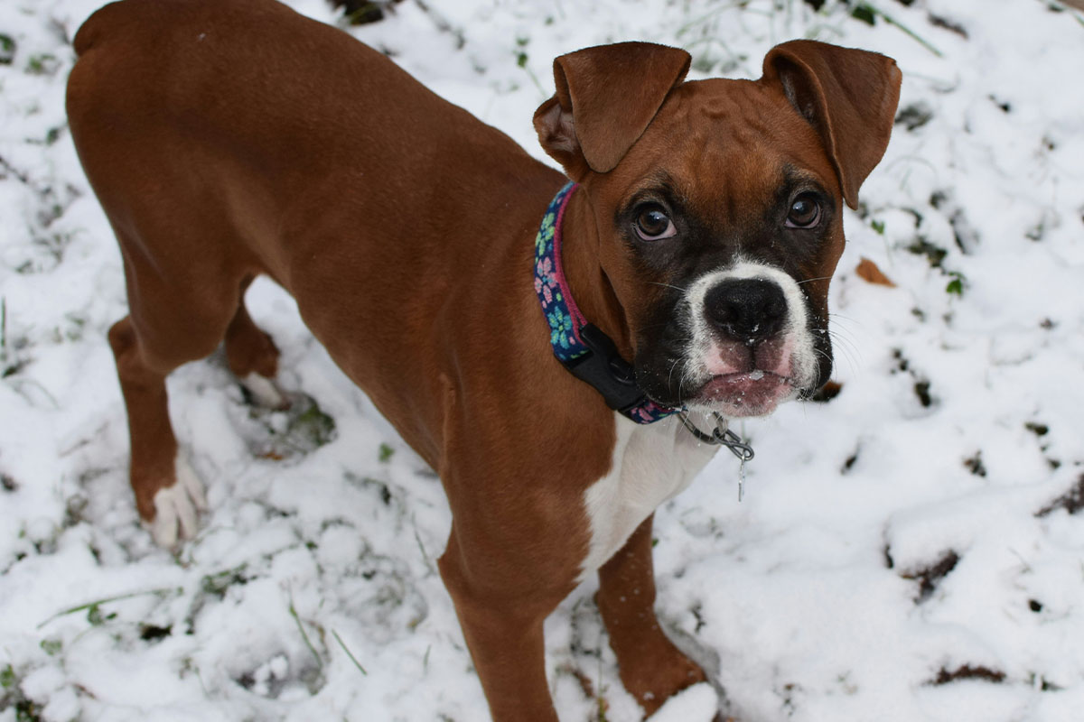 Boxer Dog Breed Information & Characteristics