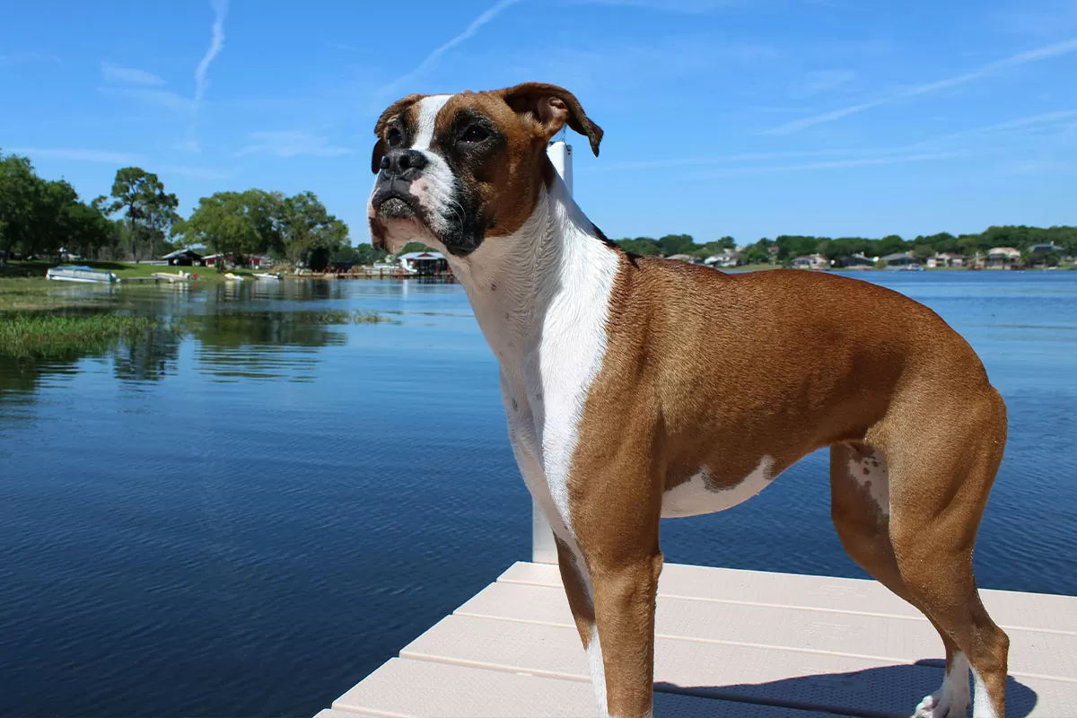 Boxer Dog Breed Information & Characteristics