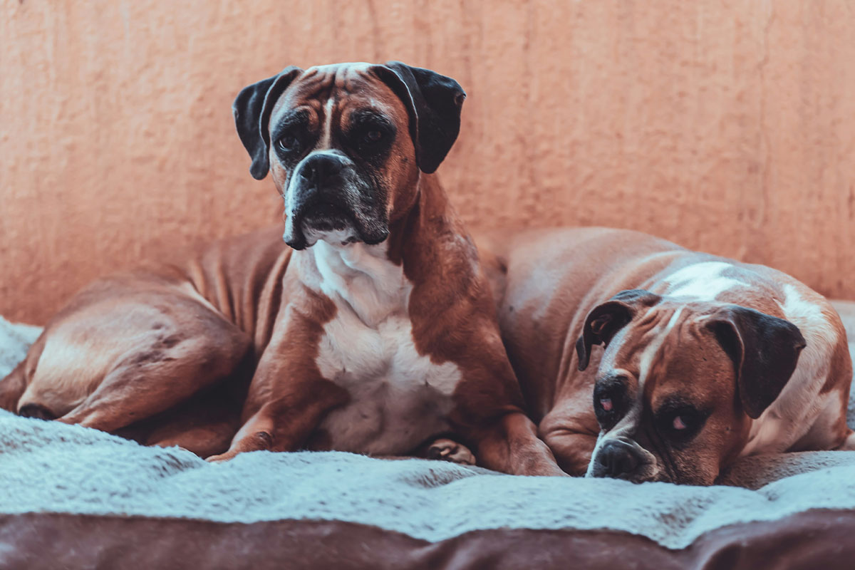 Boxer Dog Breed Information & Characteristics