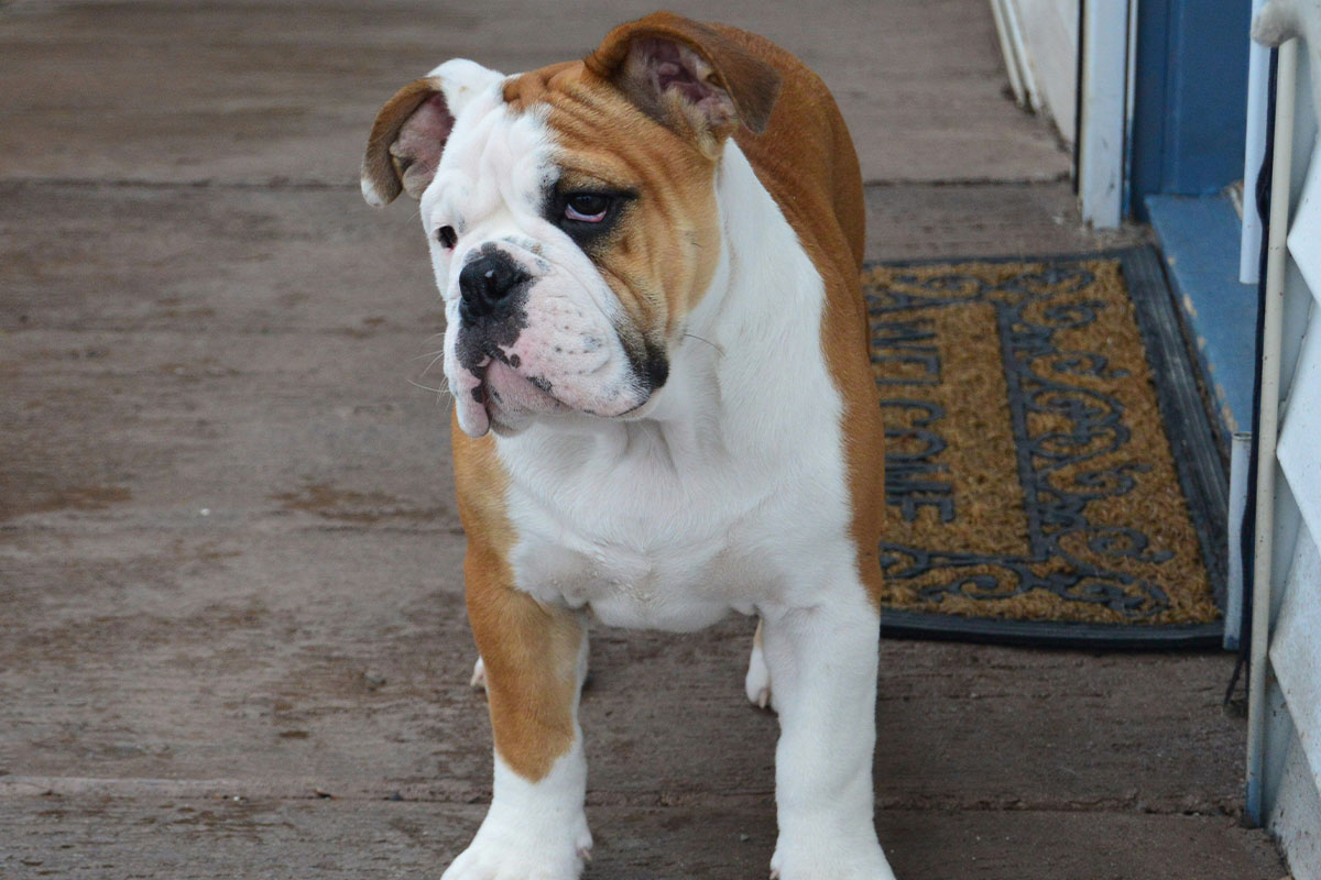 English Bulldog Dog Breed Information & Characteristics