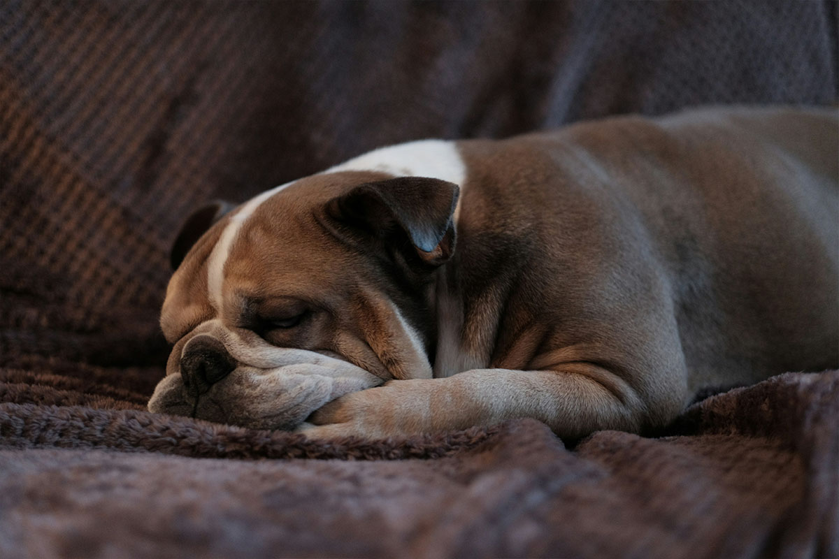 English Bulldog Dog Breed Information & Characteristics