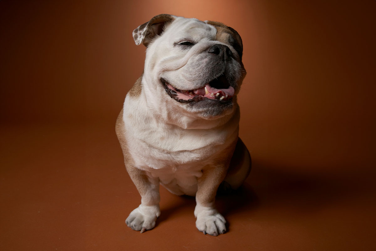 English Bulldog Dog Breed Information & Characteristics