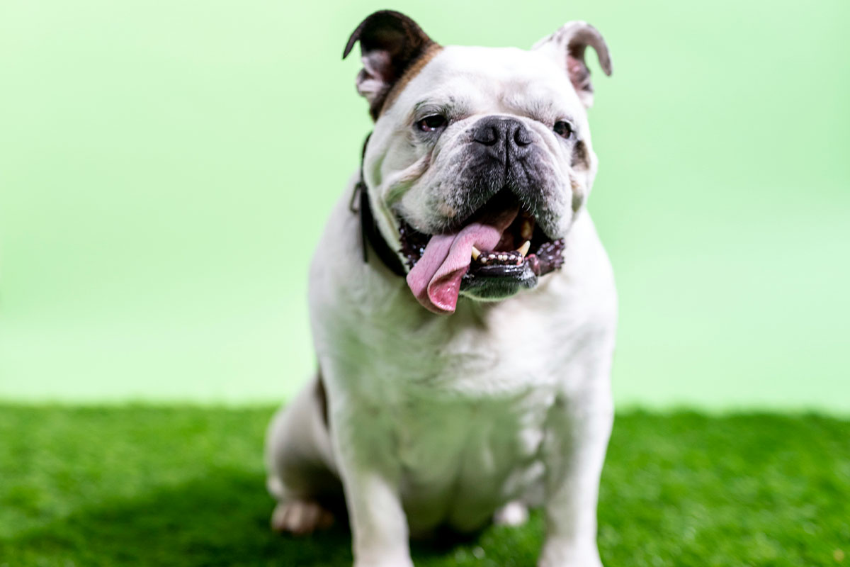 English Bulldog Dog Breed Information & Characteristics